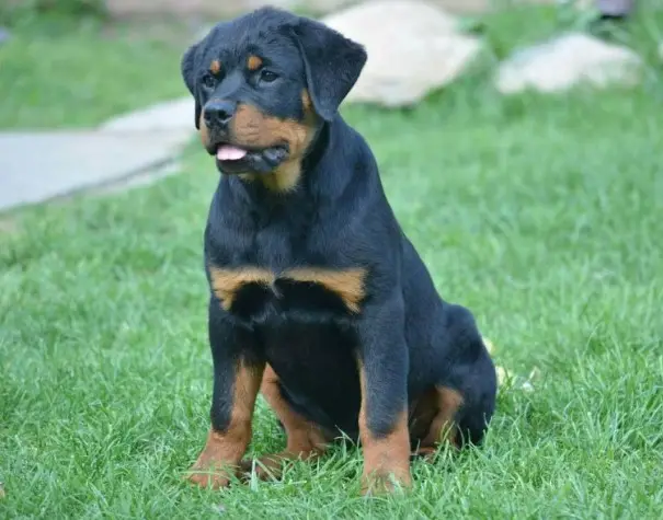 Rotvajler i Cane Corso štenci