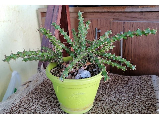 Euphorbia lenewtonii