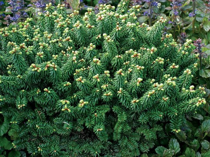 Picea Glauca Piccolo - Kuglasta Smrča