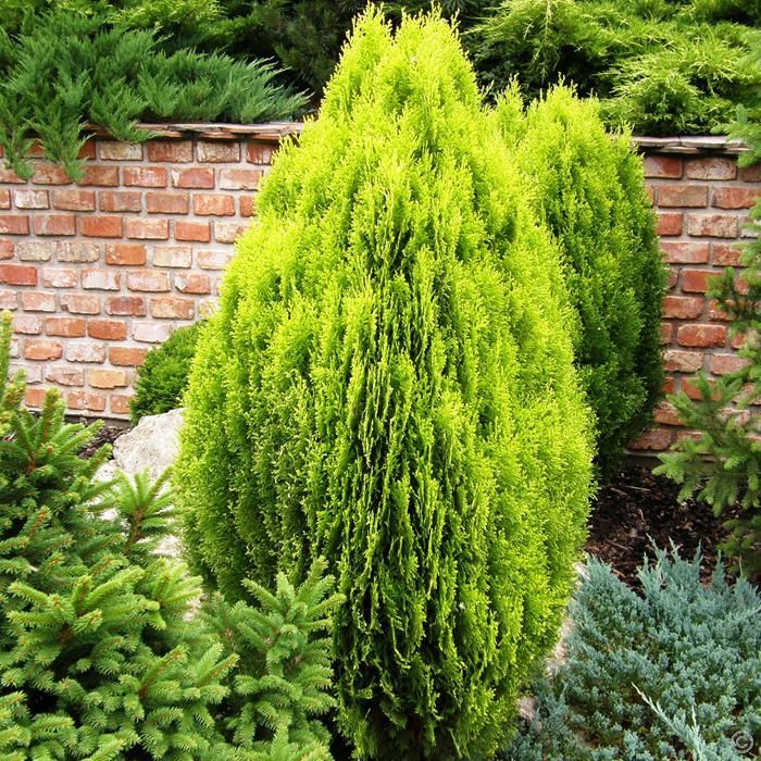 Thuja Orientalis Aurea Nana - Patuljasta Zlatna Tuja