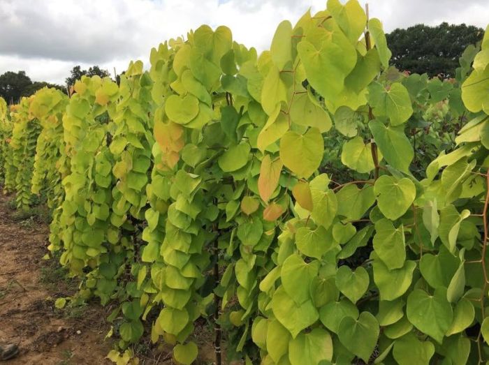 Cercis Canadensis Golden Falls - Cercis