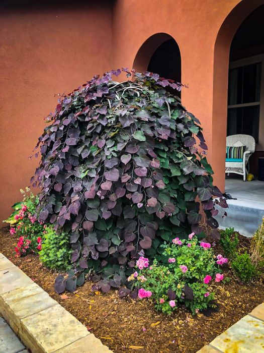 Cercis Canadensis Ruby Falls - Cercis