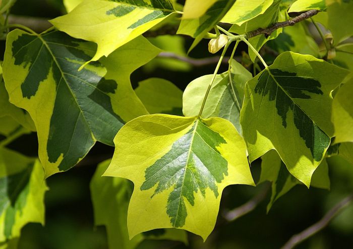 Liriodendron Tulipifera Aureomarginatum - Šareni Tulipanovac