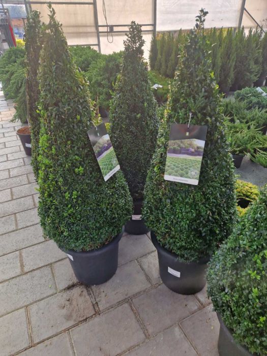 Buxus Sempervirens - Piramidalni Šimšir 80-90 cm