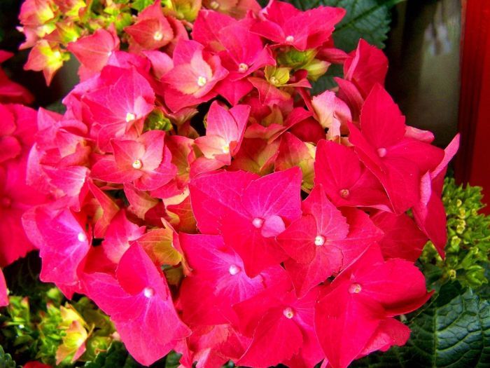 Hydrangea Macrophylla Rotkehlchen - Crvena Hortenzija