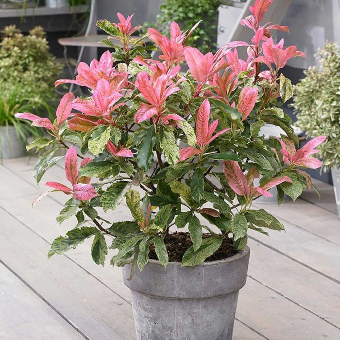 Photinia Fraseri Pink Crispy - Šarenolisna Fotinija