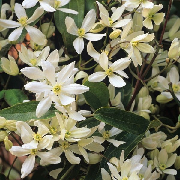 Clematis Armandii - Zimzeleni Klematis