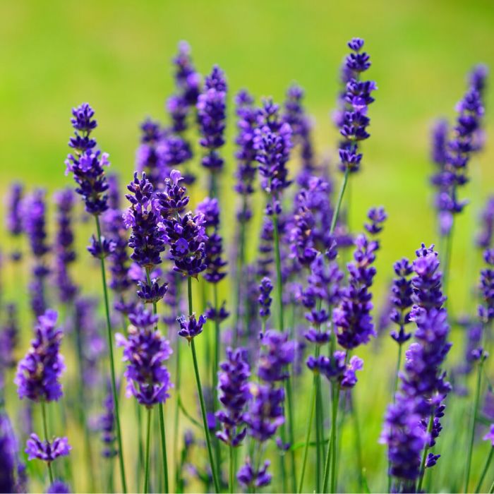 Lavandula Angustifolia Dwarf Blue - Engleska Lavanda