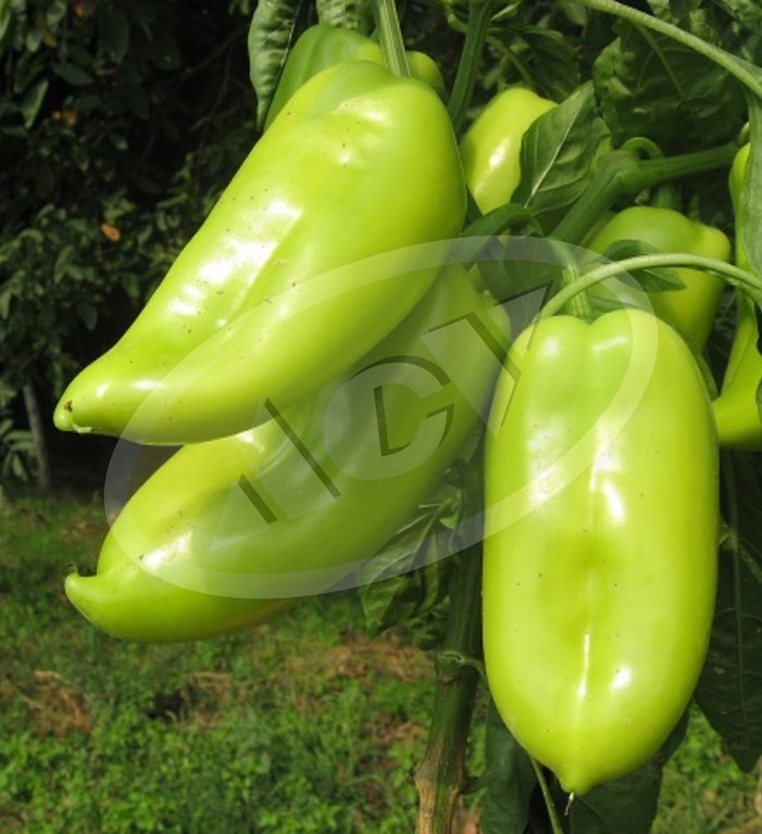 PAPRIKA BELO UVO 10GR