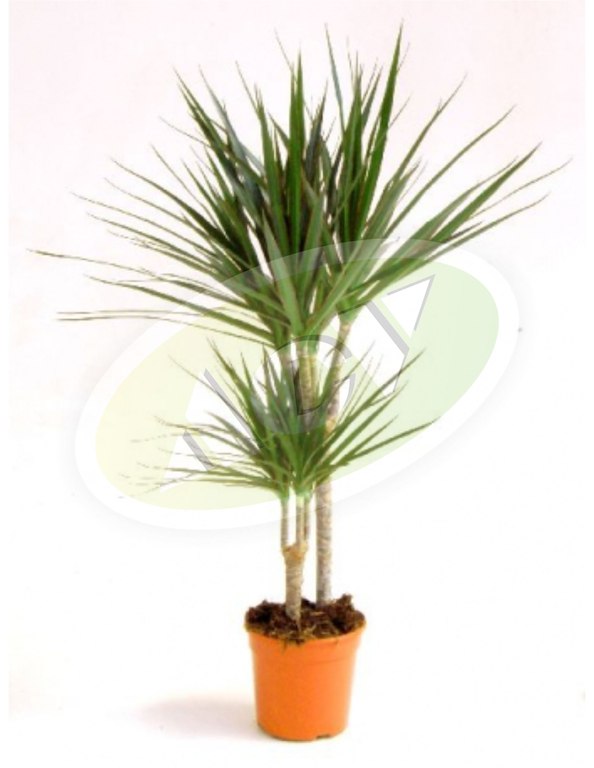 DRACENA U SAKSIJI