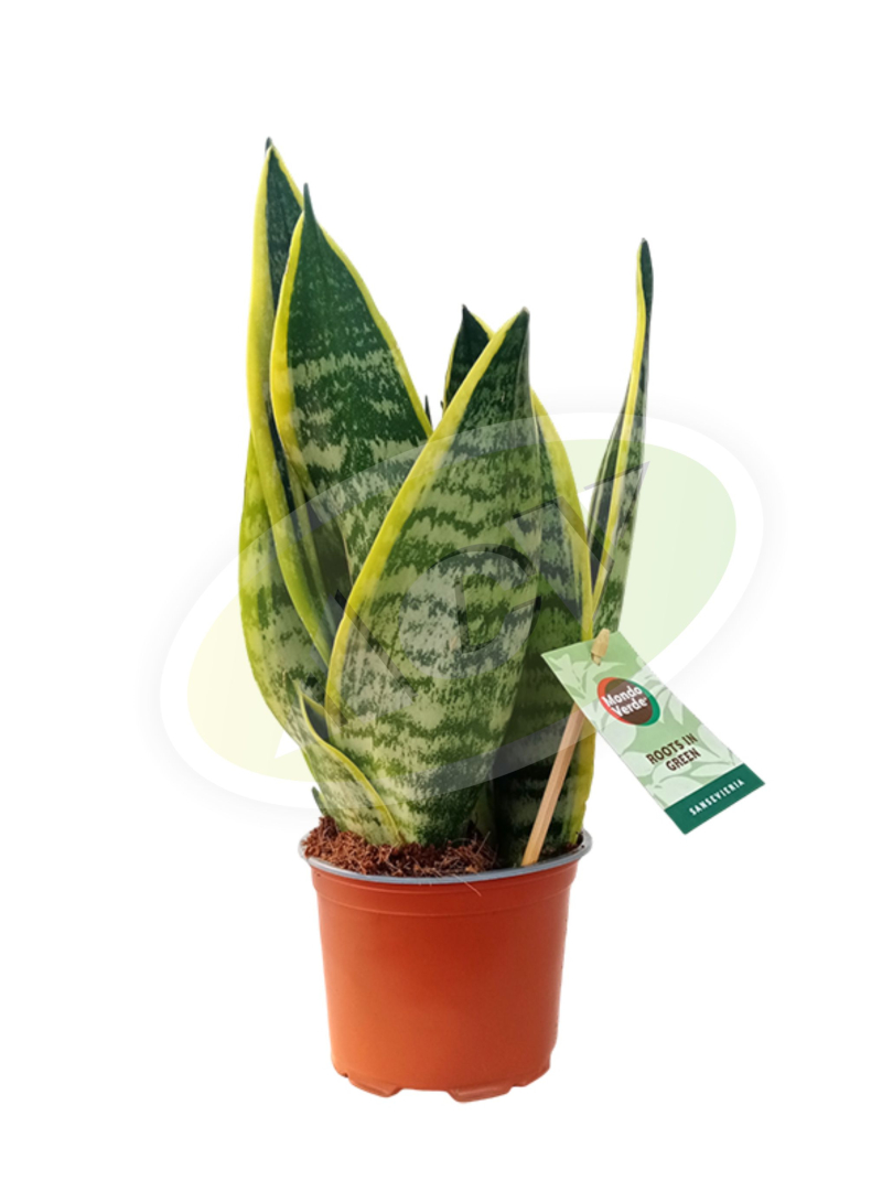 SANSEVERIA U SAKSIJI