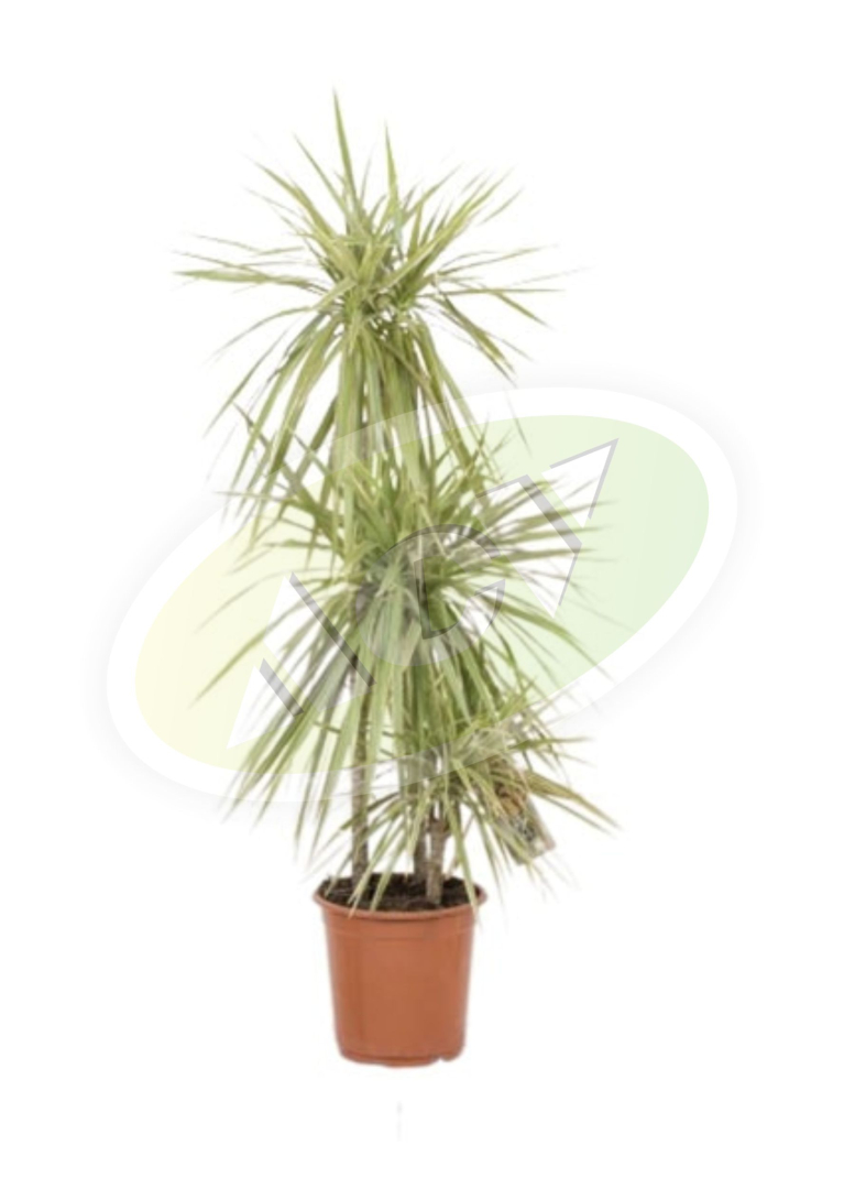 DRACENA BICOLOR U SAKSIJI