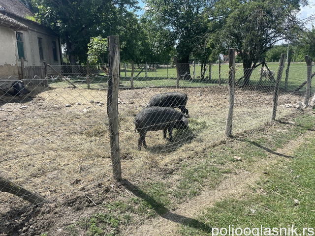 Nerasti svinje moravke