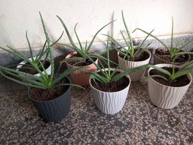 Aloe barbadensis