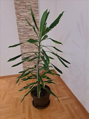 Dracena-sobni kukuruz