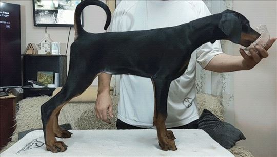 Doberman +, štene