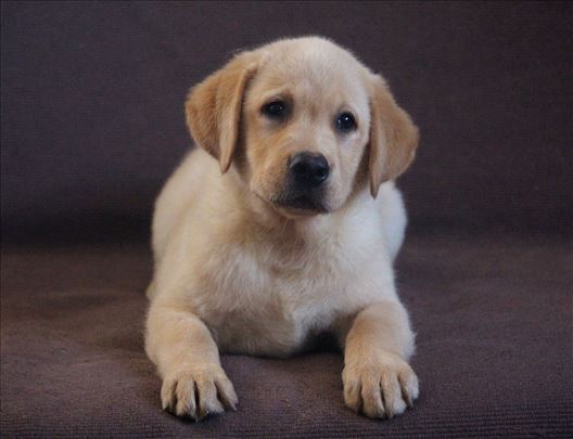 Labrador retriver, štene