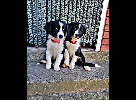 Prekrasni Border Collie štenci traže nove domove!