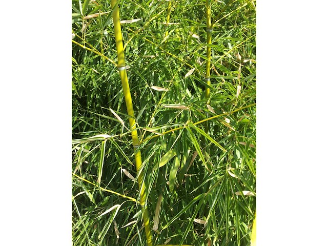 Zlatni bambus (Phyllostachys Aurea) 3 rizoma od oko 50