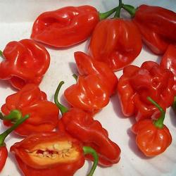 Chilli Habanero Tobago Seasoning (15 semenki)