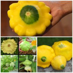 Patišon Yellow Bush Scallop (30 semenki) Patty Pan