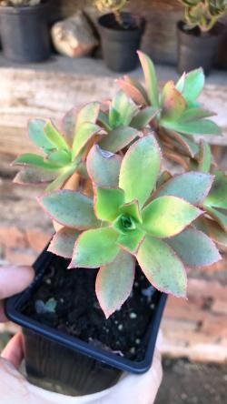 Aeonium Decorum