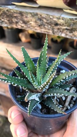 Haworthia fasciata