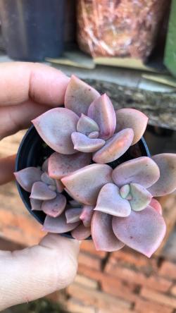 Sukulent Graptoveria Fred Ives