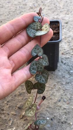 Ceropegia woodii / String of hearts