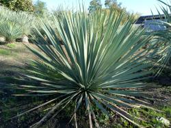 Yucca Rostrata -23C