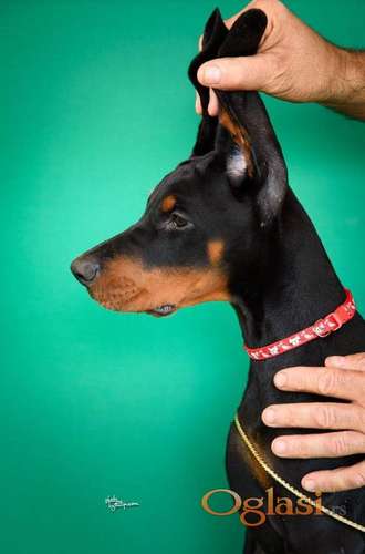 Doberman prelepi štenci