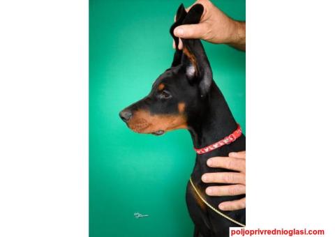 Doberman prelepi štenci