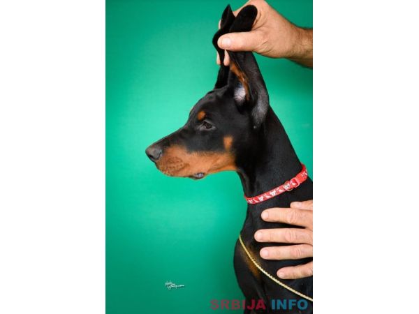 Doberman prelepi štenci