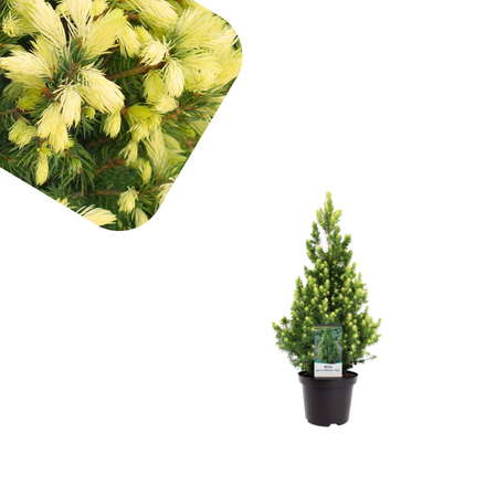 Picea glauca - Rainbows End