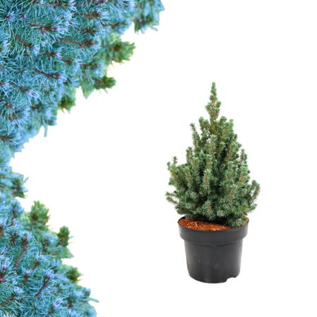 Picea glauca Sander Blue