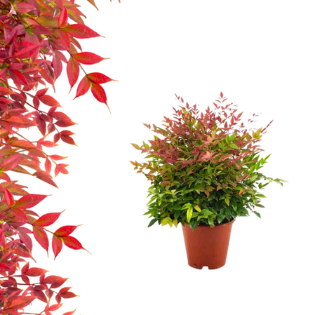 Nandina domestica - "Nebeski Bambus"