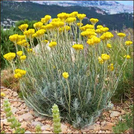 Smilje - Helichrysum arenarium P10