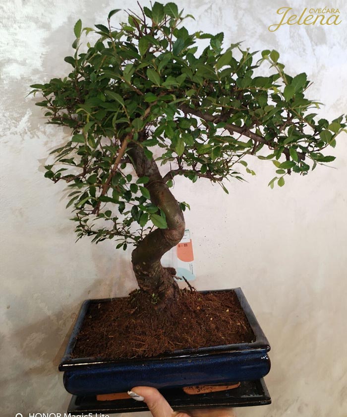 Bonsai Drvo