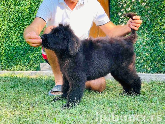 Crni Ruski terijer, štenci