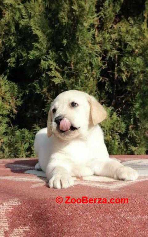 Labrador retriver