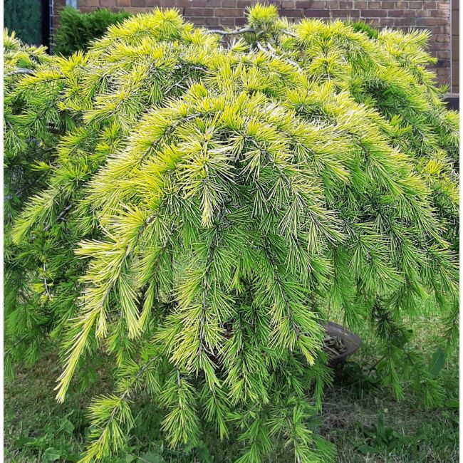 Cedrus deodora Golden Horizon