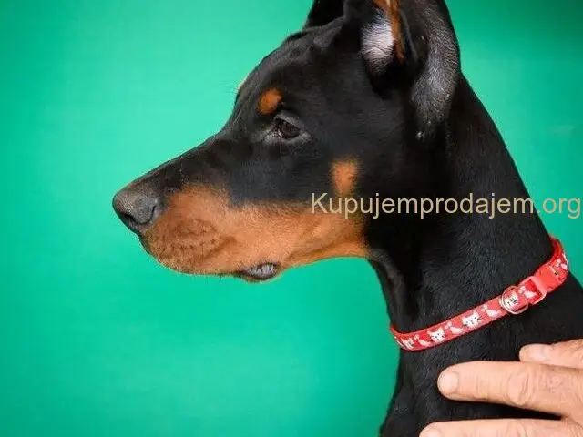 Doberman prelepi štenci