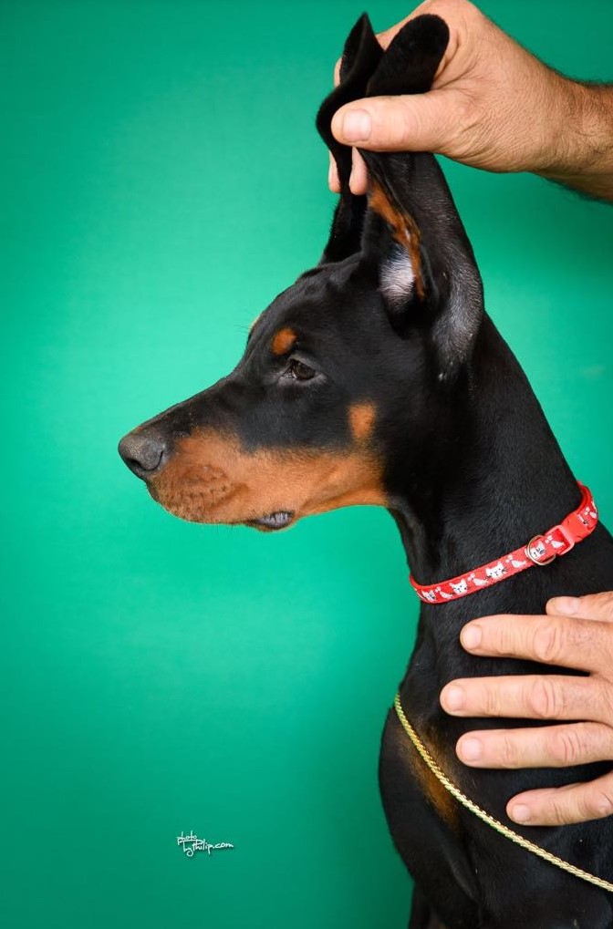 Doberman prelepi štenci