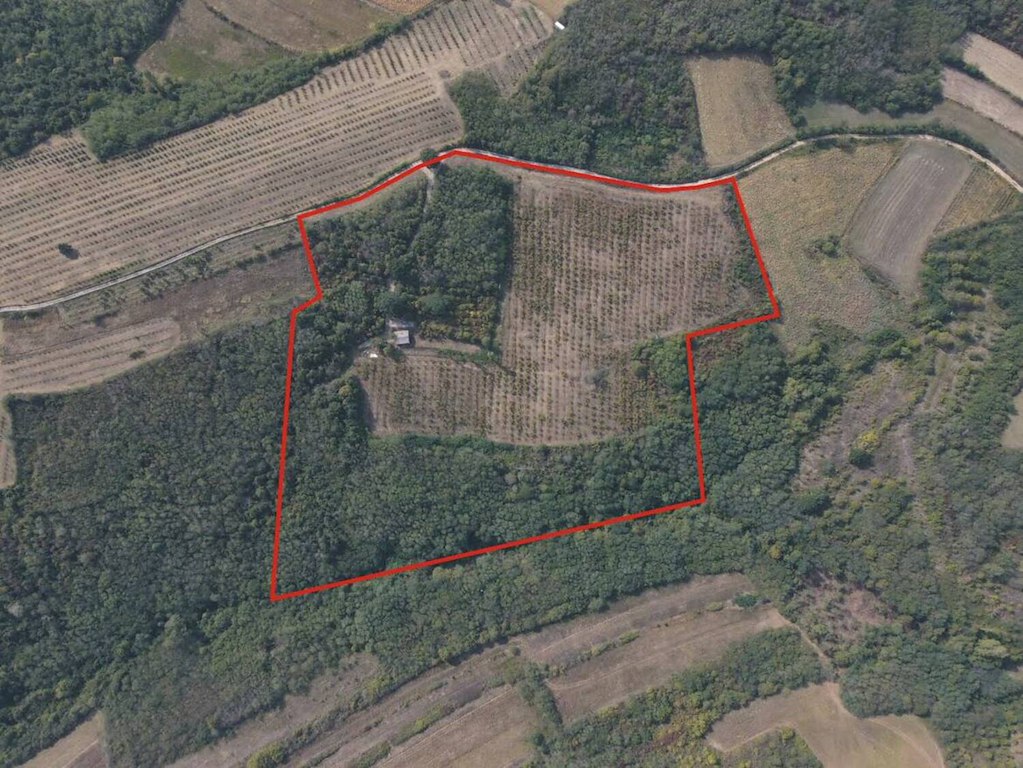 ORGANSKA plantaža 65000m2 lesnik