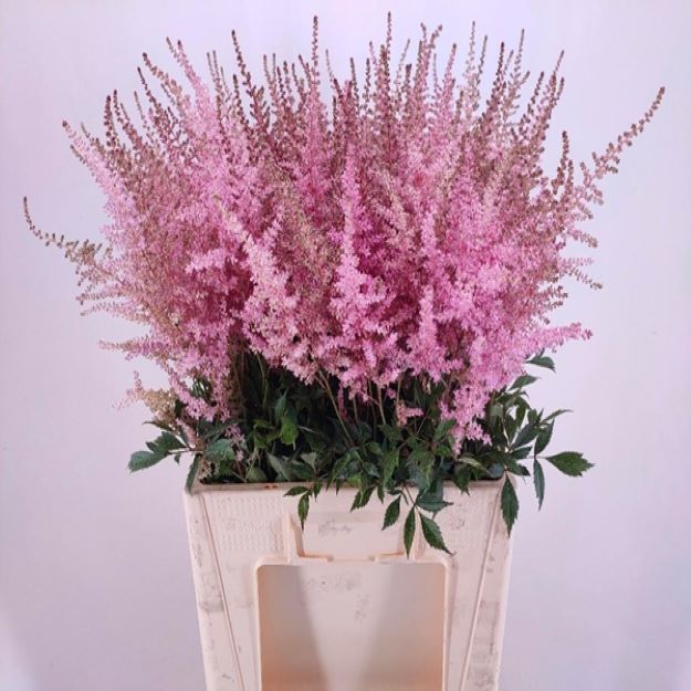 Astilbe erika