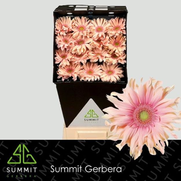 Gerbera Ladies Gr Pasta Rosata Diamond