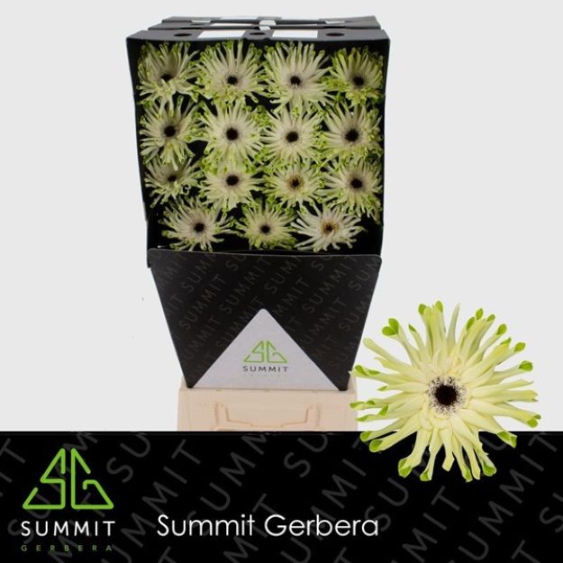 Gerbera Ladies Gr Pastini Arona