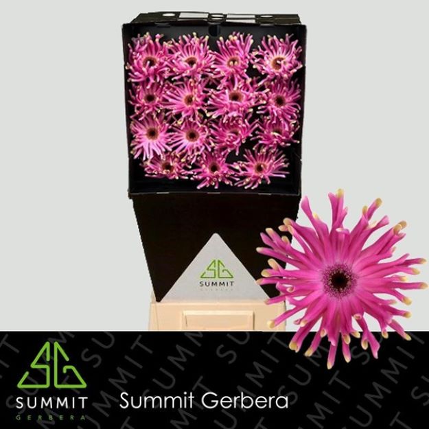 GERBERA LADIES GR PASTINI VITTORA