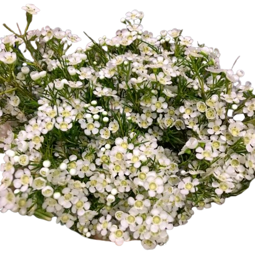 WAXFLOWER grace