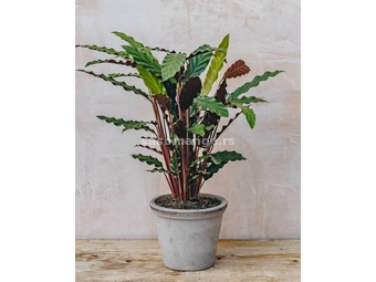 Calathea rufibarba 'Elgergrass'